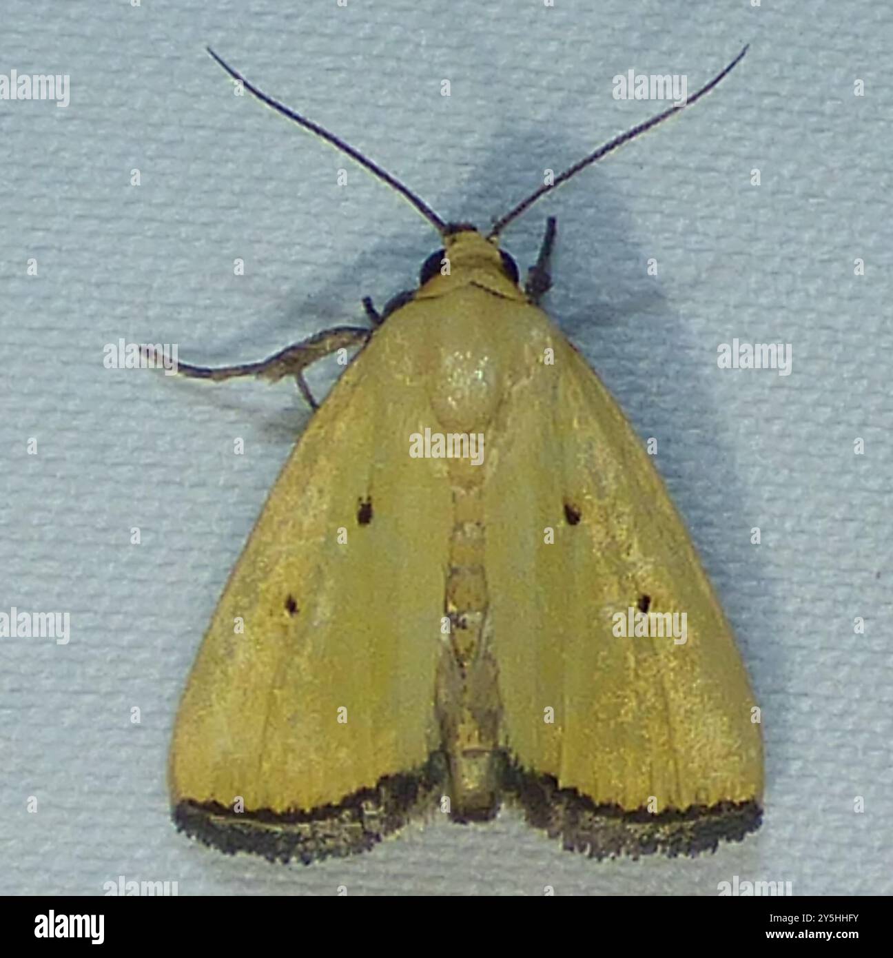 Black-bordered Lemon Moth (Marimatha nigrofimbria) Insecta Stock Photo ...
