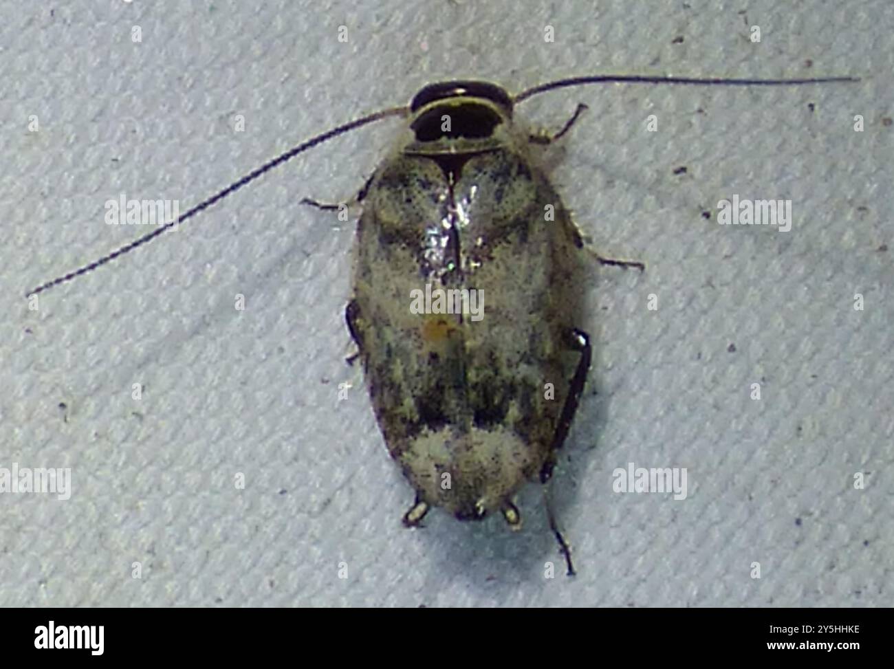 Painted Beetle Cockroach (Plectoptera picta) Insecta Stock Photo - Alamy