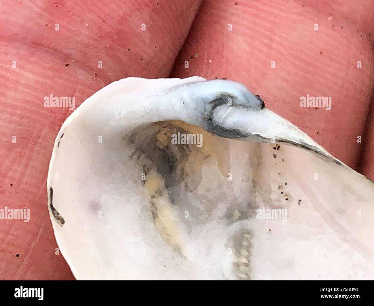 Flat-tip Piddock (Penitella penita) Mollusca Stock Photo - Alamy