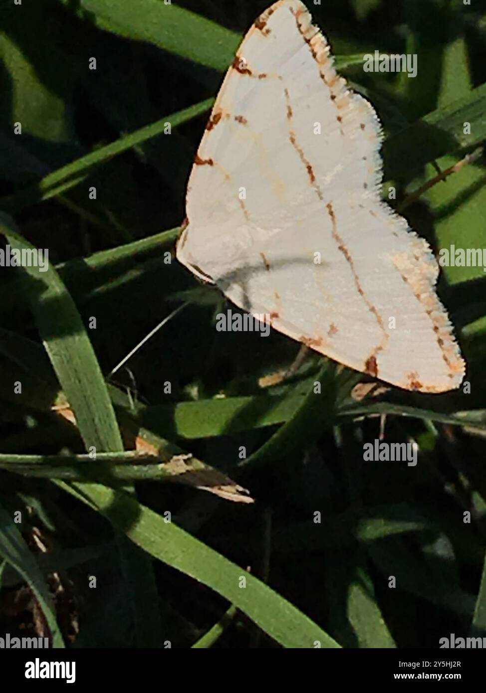 Lesser Maple Spanworm Moth (Macaria pustularia) Insecta Stock Photo - Alamy