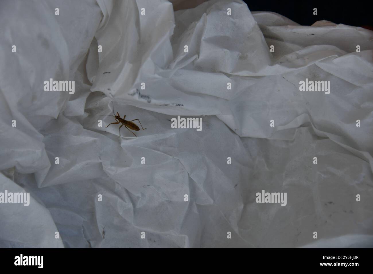 Marsh Damsel Bug (Nabis limbatus) Insecta Stock Photo - Alamy