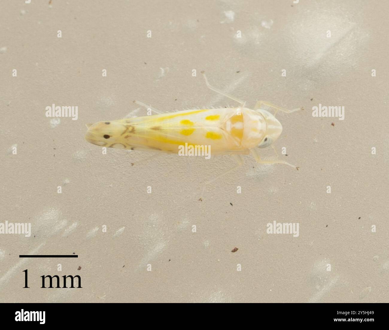 Sycamore Leafhopper (Alconeura quadrimaculata) Insecta Stock Photo - Alamy