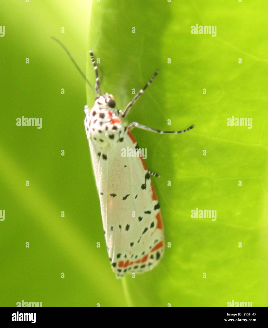 Ornatrix hi-res stock photography and images - Alamy