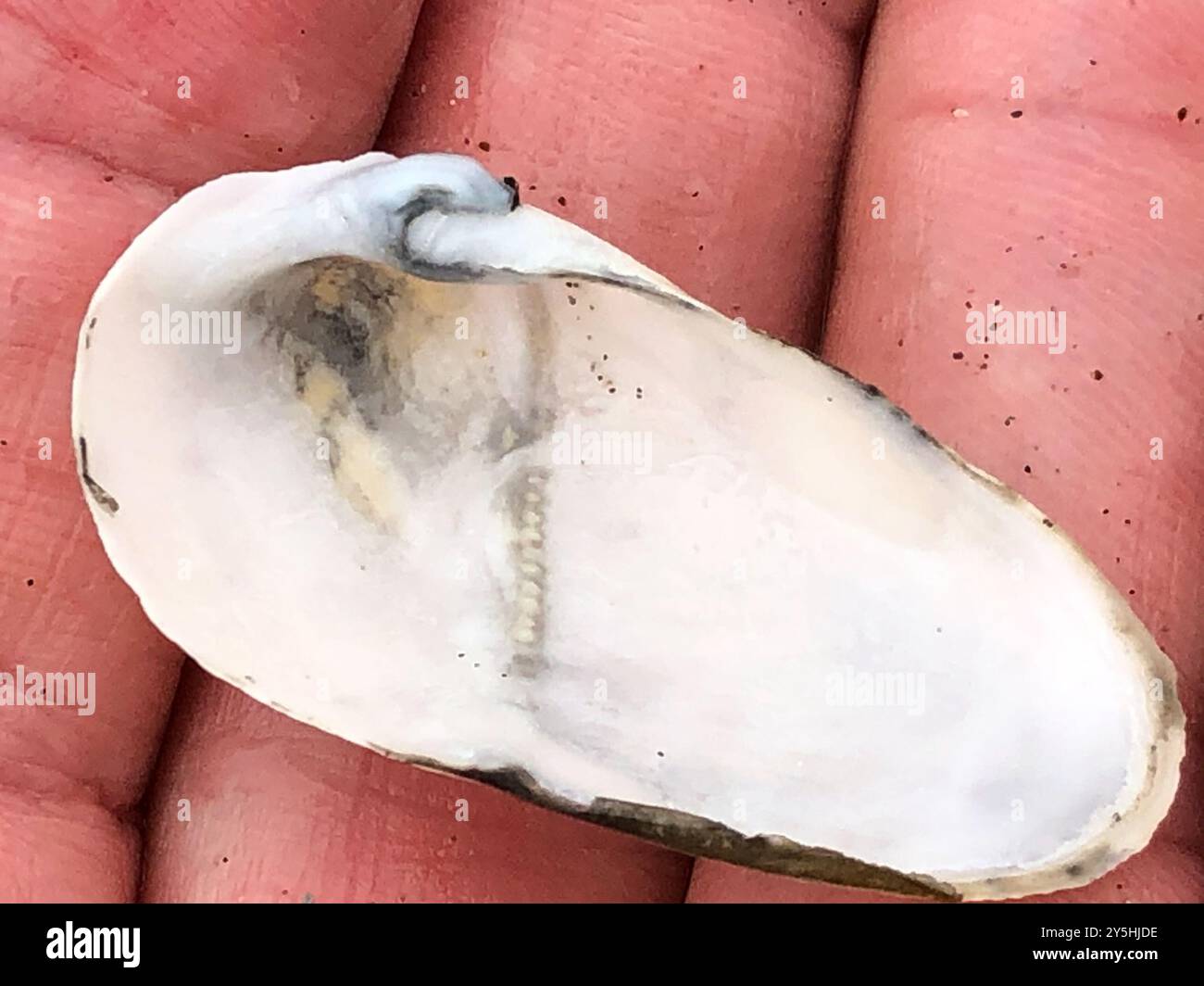 Flat-tip Piddock (Penitella penita) Mollusca Stock Photo - Alamy