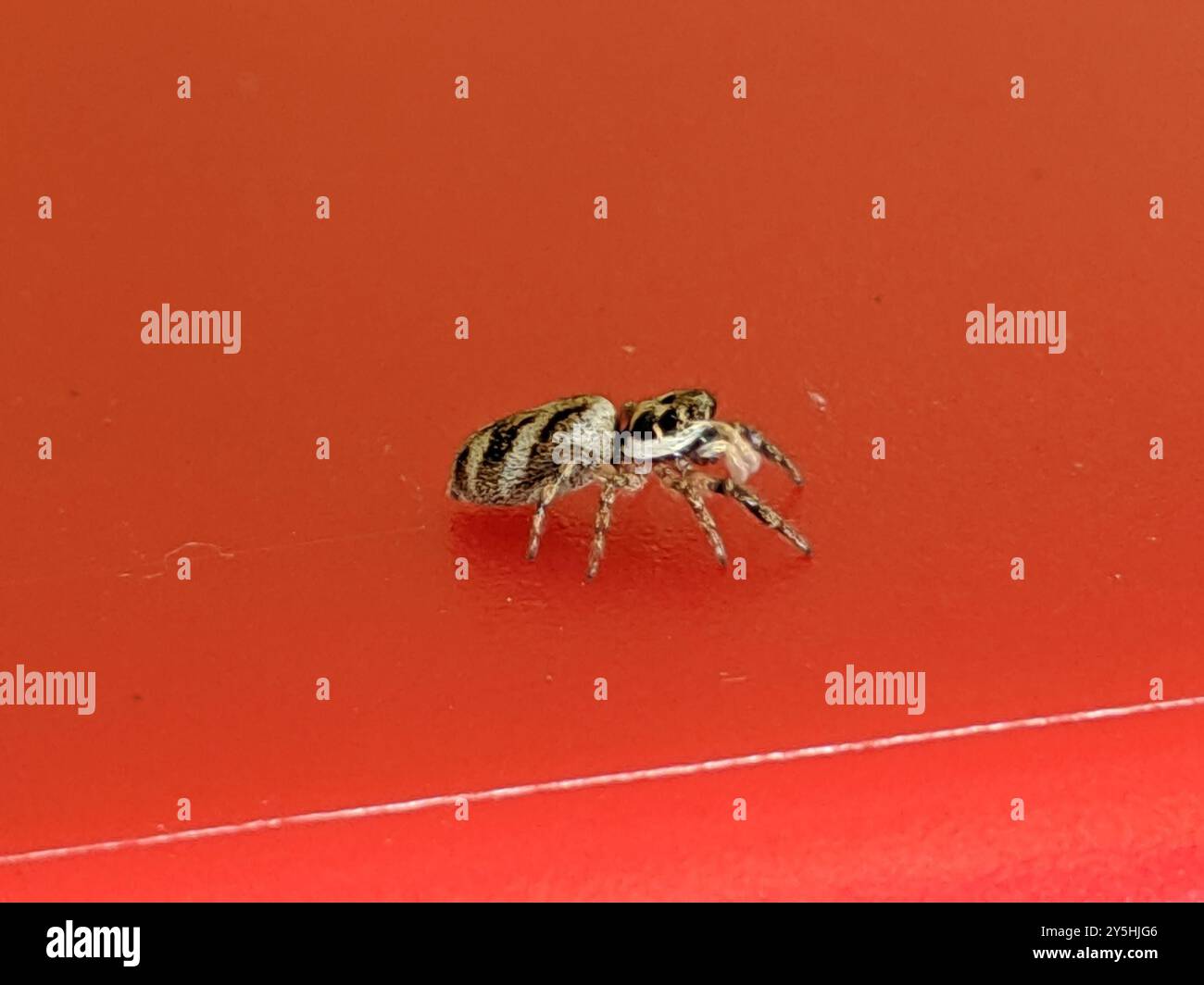 Zebra Jumping Spider (Salticus scenicus) Arachnida Stock Photo - Alamy