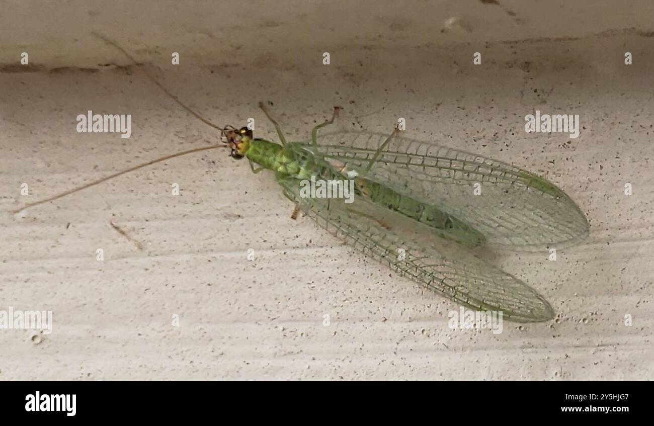 Golden-eyed lacewing (Chrysopa oculata) Insecta Stock Photo - Alamy
