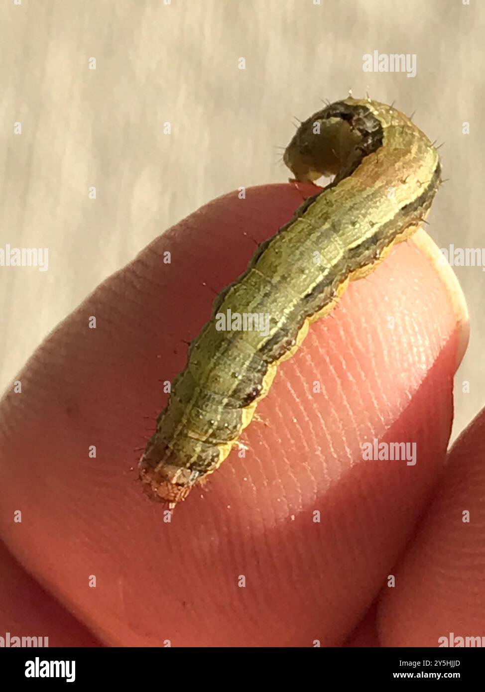 Armyworm Moths (Spodoptera) Insecta Stock Photo - Alamy