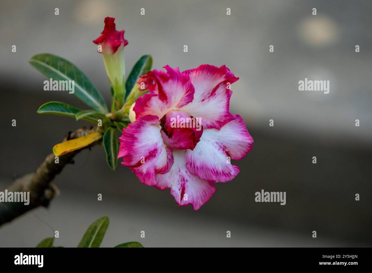 Monadenium hi-res stock photography and images - Alamy
