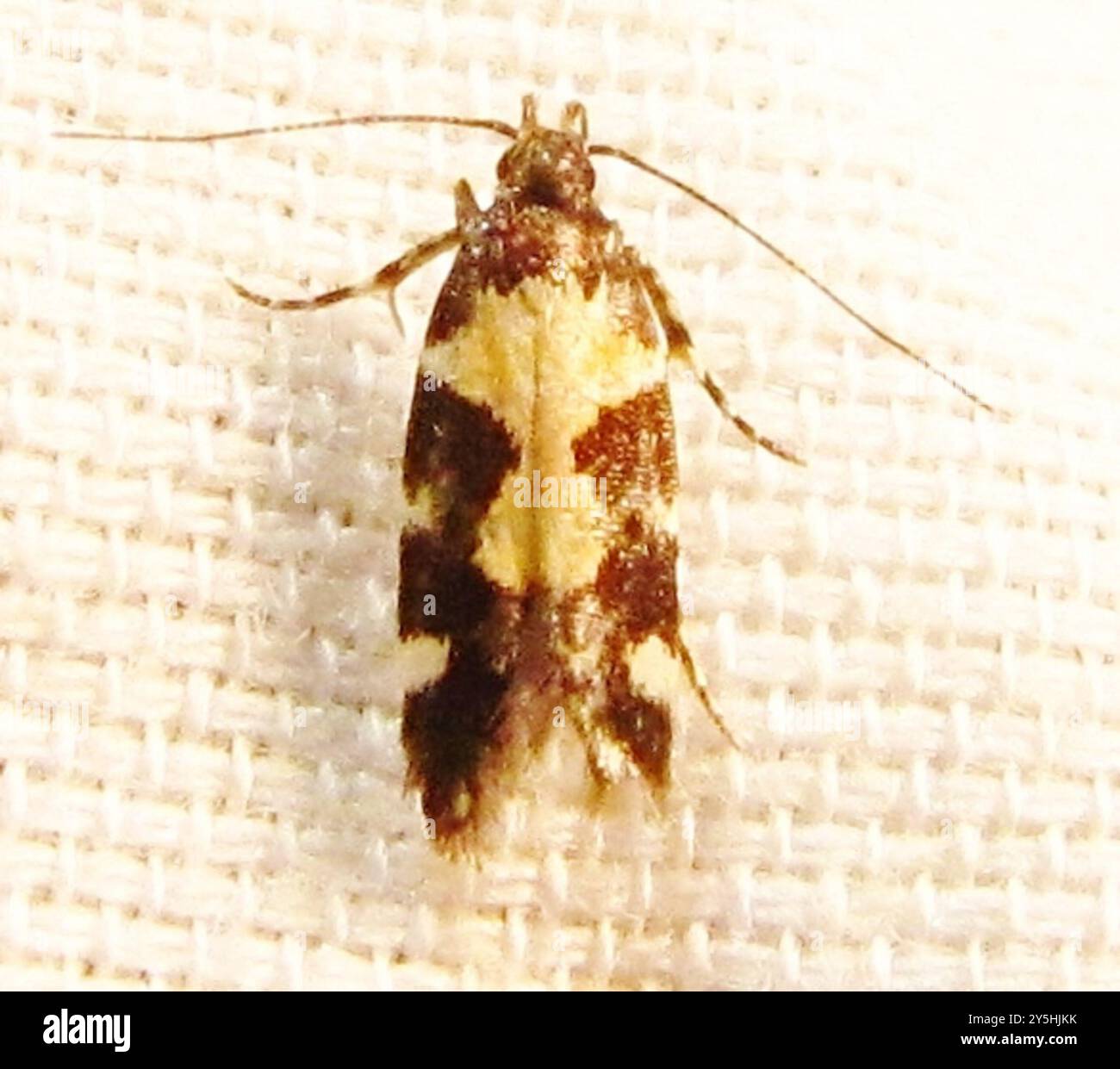 Red-necked Peanutworm Moth (Stegasta bosqueella) Insecta Stock Photo ...