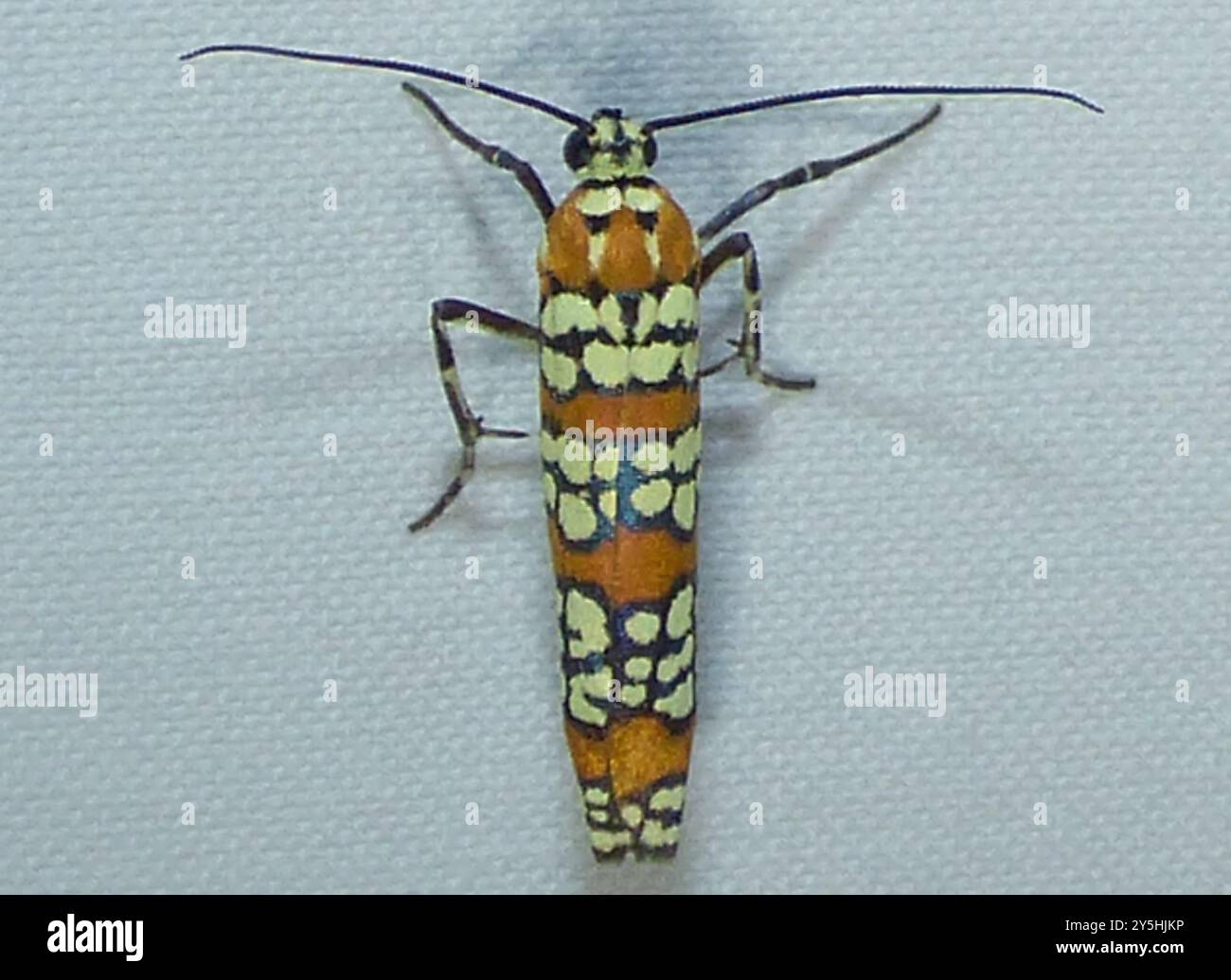Ailanthus Webworm Moth (Atteva aurea) Insecta Stock Photo - Alamy