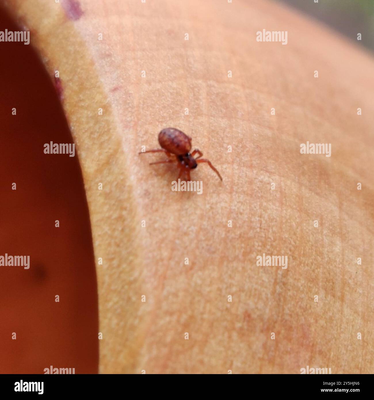 (Cercidia prominens) Arachnida Stock Photo - Alamy