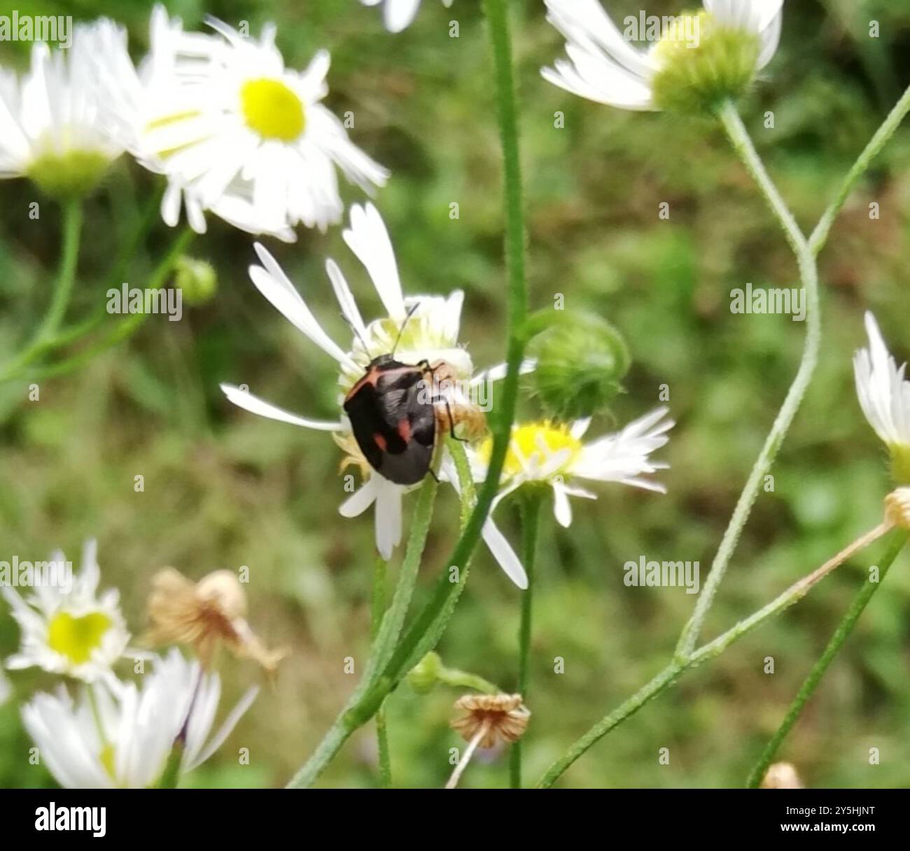 Twice-stabbed Stink Bug (Cosmopepla lintneriana) Insecta Stock Photo ...