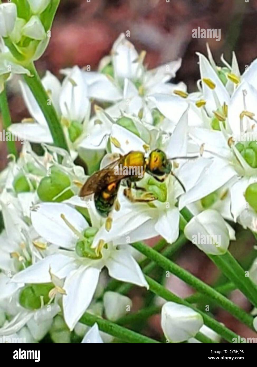 Pure Green Sweat bee (Augochlora pura) Insecta Stock Photo - Alamy