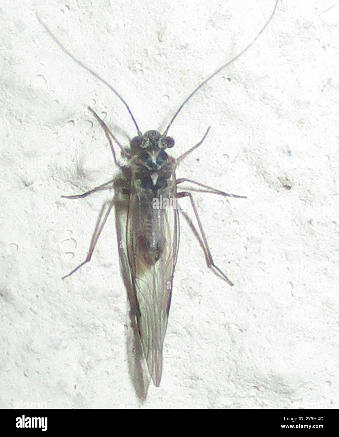 Barklice, Booklice, and Parasitic Lice (Psocodea) Insecta Stock Photo ...