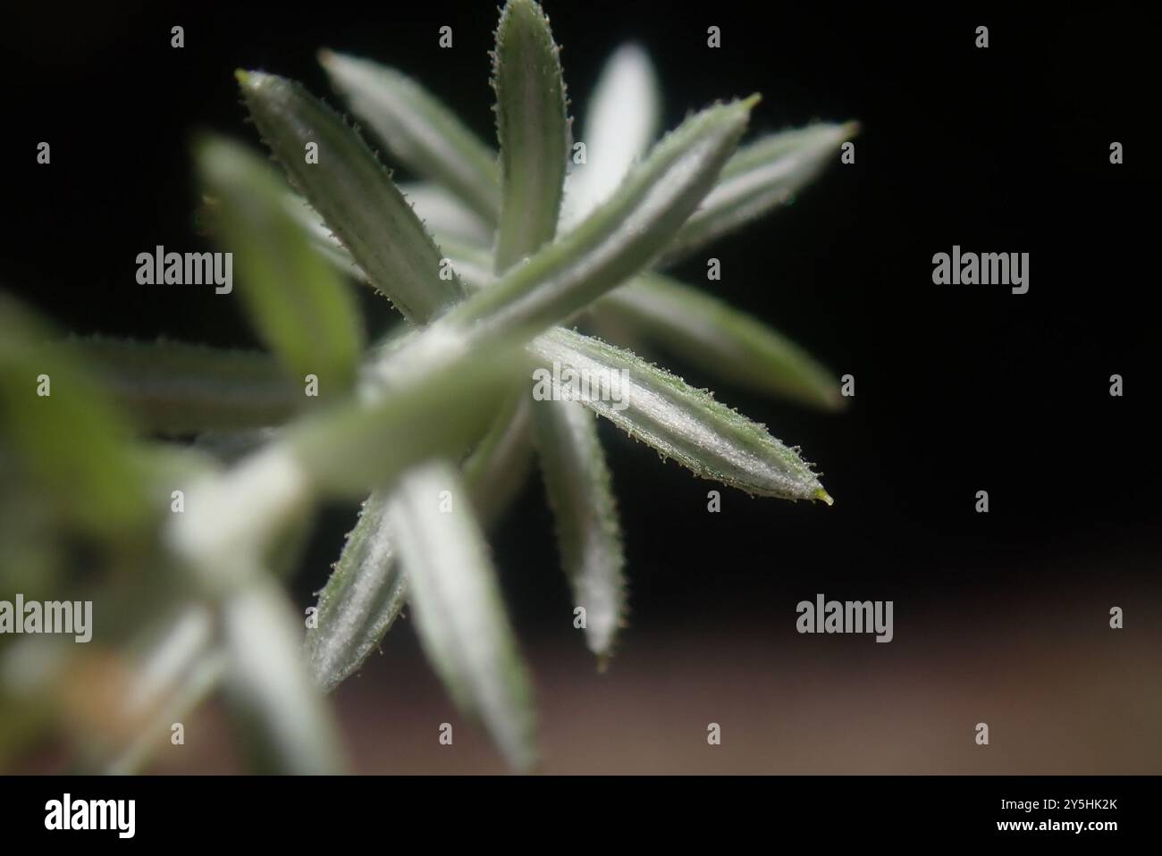 White Everlasting (Helichrysum reflexum) Plantae Stock Photo - Alamy