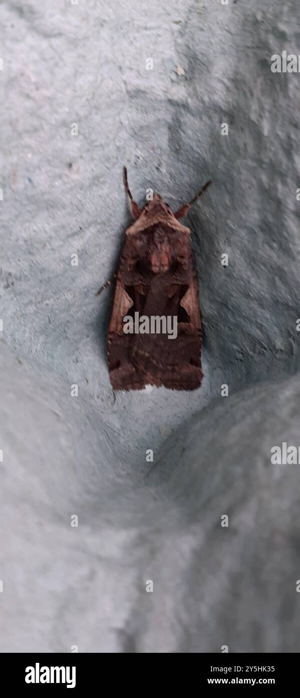 Setaceous Hebrew Character (Xestia c-nigrum) Insecta Stock Photo - Alamy