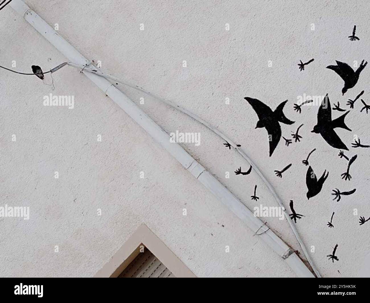 Southern Martin (Progne elegans) Aves Stock Photo - Alamy