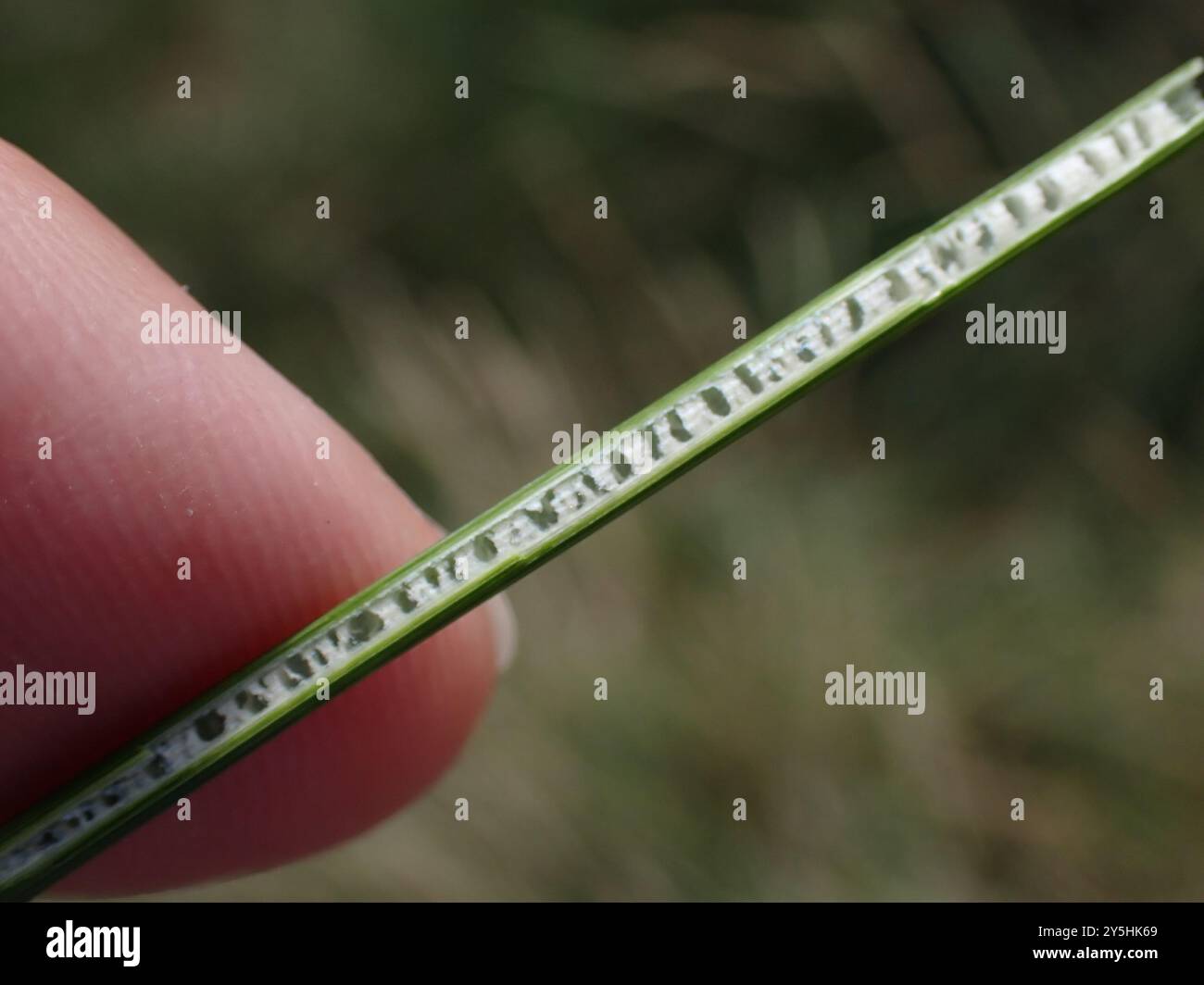 Hard Rush (Juncus inflexus) Plantae Stock Photo - Alamy