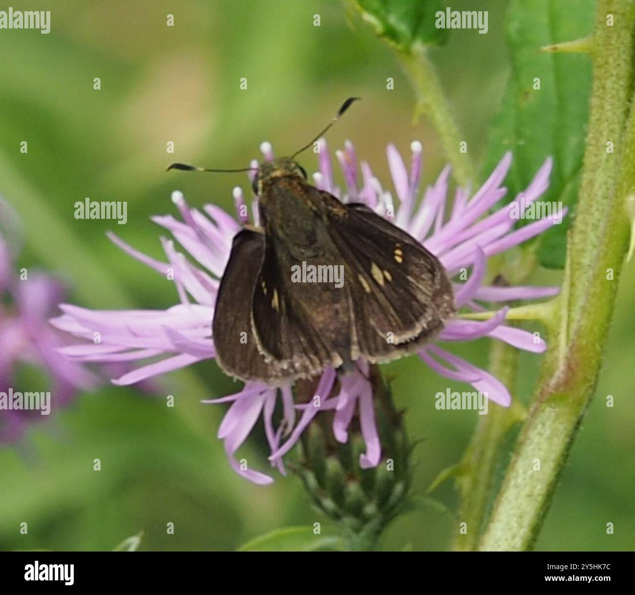 Vernia verna hi-res stock photography and images - Alamy