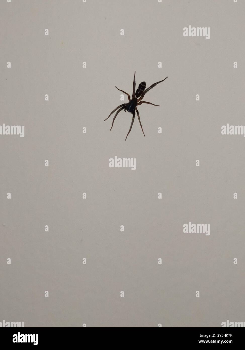 Ground and Ant-mimic Sac Spiders (Corinnidae) Arachnida Stock Photo - Alamy