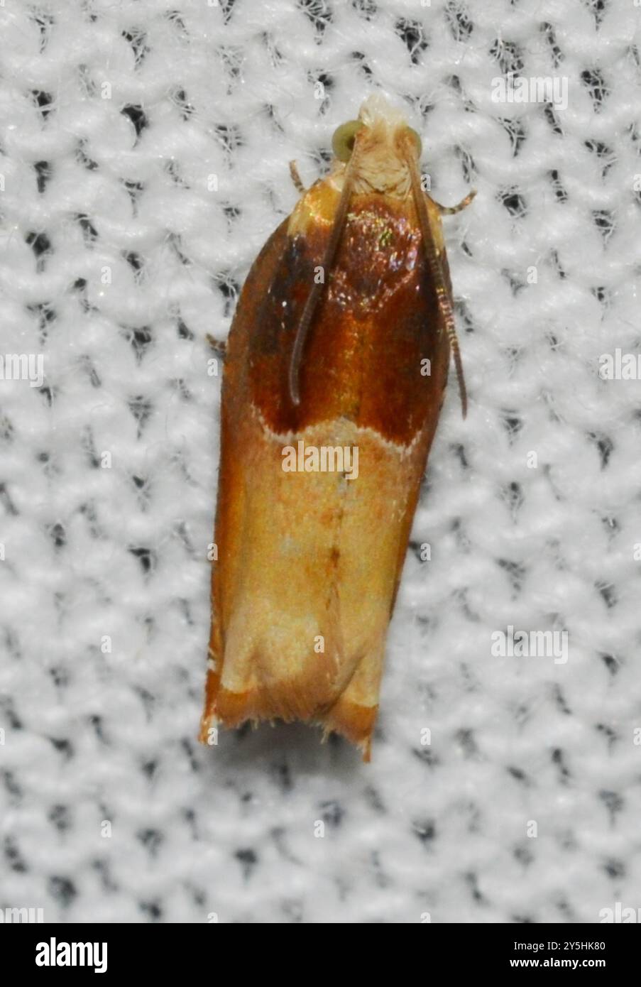 Two-toned Ancylis Moth (Ancylis divisana) Insecta Stock Photo - Alamy