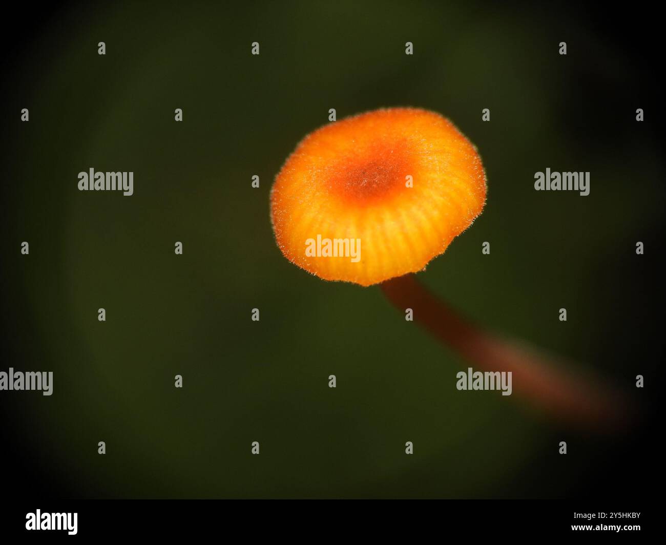 Orange Moss Navel (Rickenella fibula) Fungi Stock Photo - Alamy