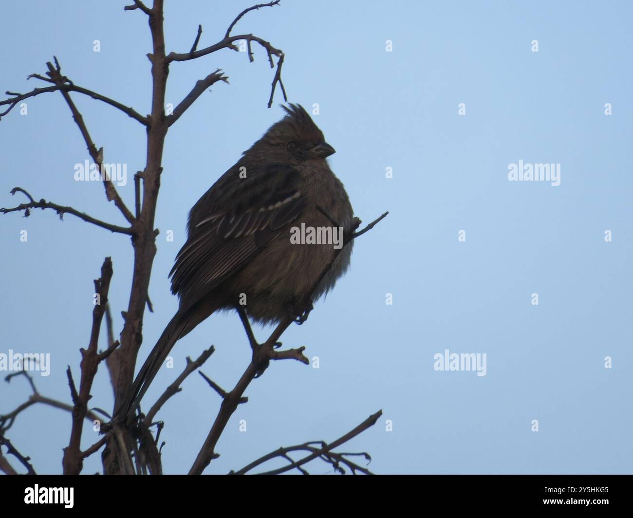 White-tipped Plantcutter (Phytotoma rutila) Aves Stock Photo - Alamy