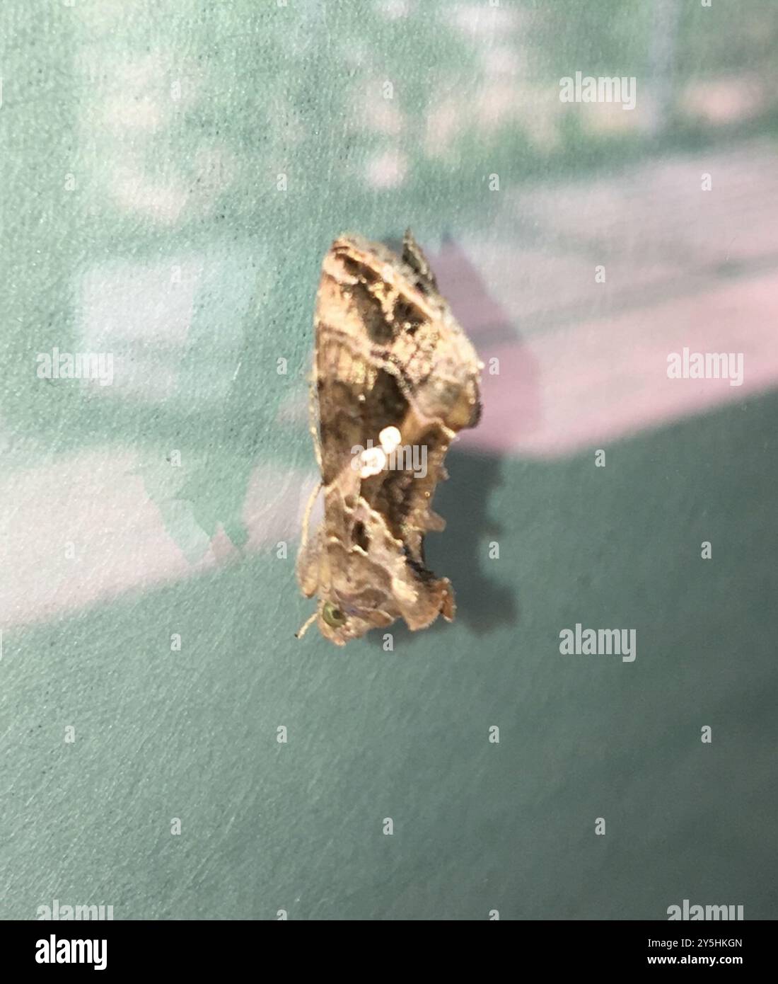 Soybean Looper Moth (Chrysodeixis includens) Insecta Stock Photo - Alamy