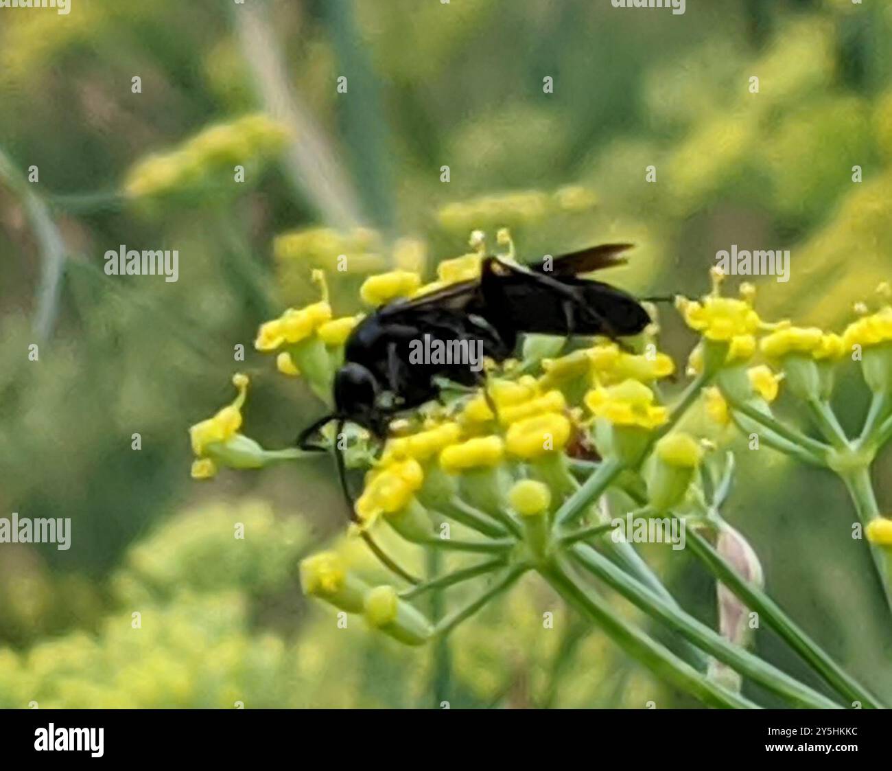 Spider Wasps (Pompilidae) Insecta Stock Photo - Alamy