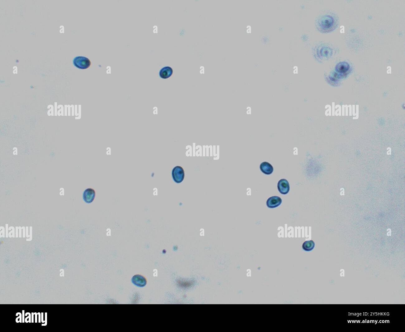 Alder Bracket (Mensularia radiata) Fungi Stock Photo - Alamy