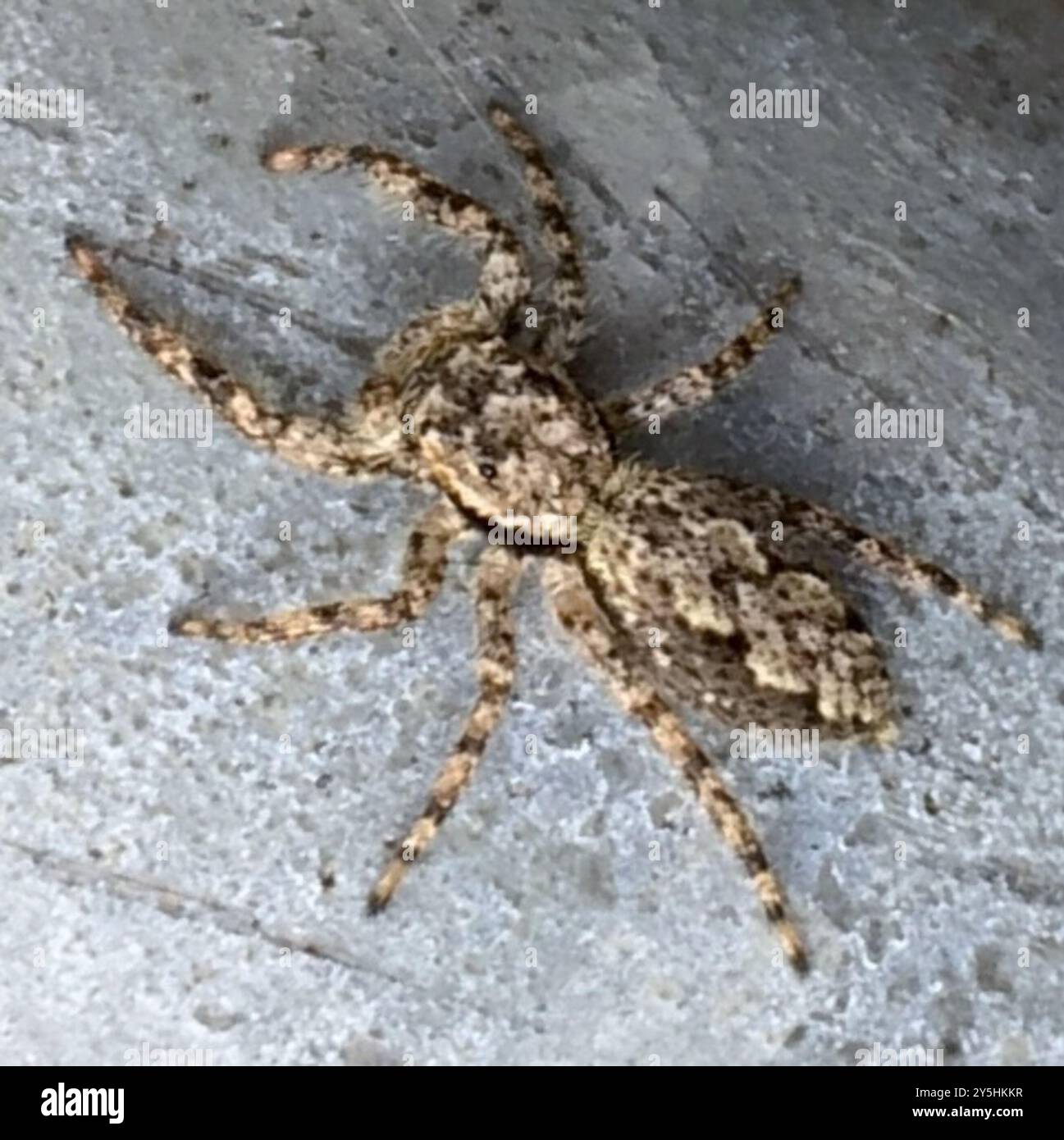 Tan Jumping Spider (Platycryptus undatus) Arachnida Stock Photo - Alamy