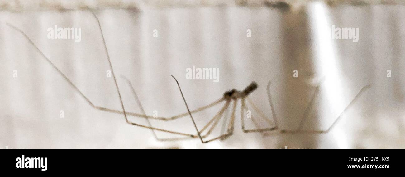 Common Cellar Spiders (Pholcus) Arachnida Stock Photo - Alamy