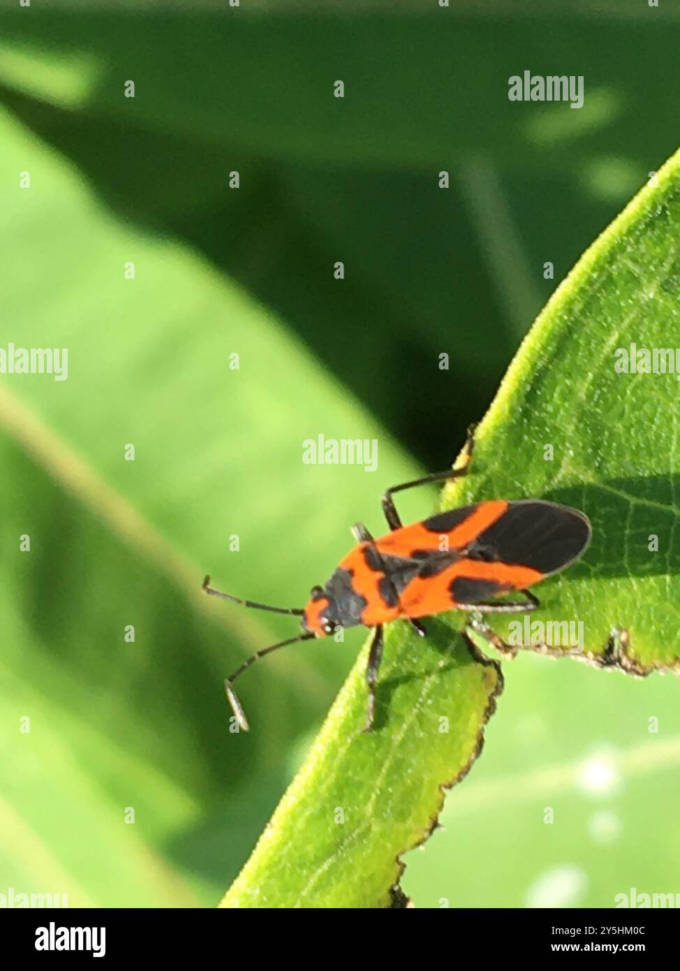 False Milkweed Bug (Lygaeus turcicus) Insecta Stock Photo - Alamy