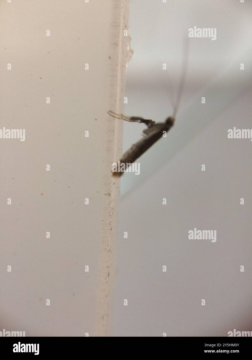 Clouded Slender (Caloptilia populetorum) Insecta Stock Photo - Alamy