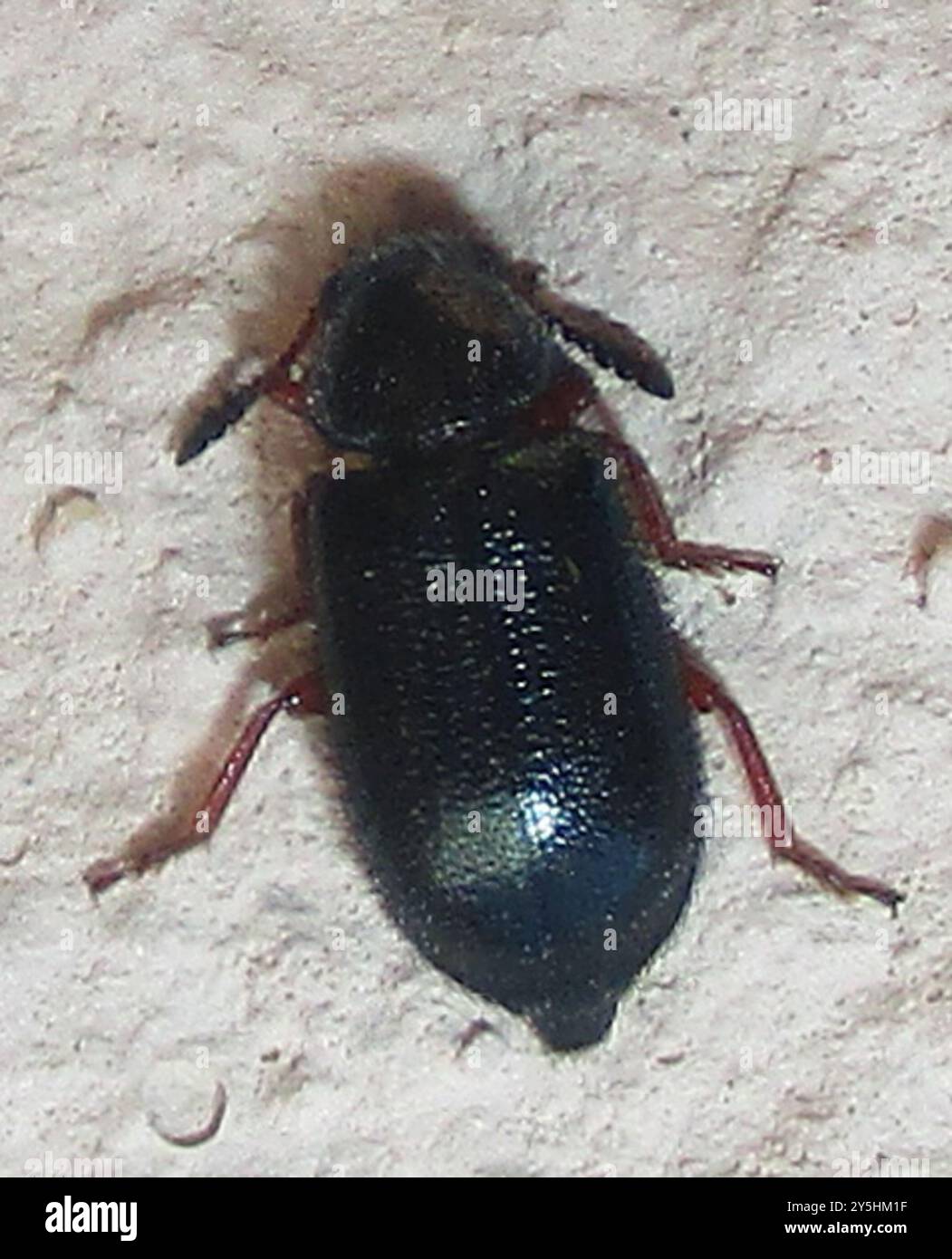 Red-legged Ham Beetle (Necrobia rufipes) Insecta Stock Photo - Alamy