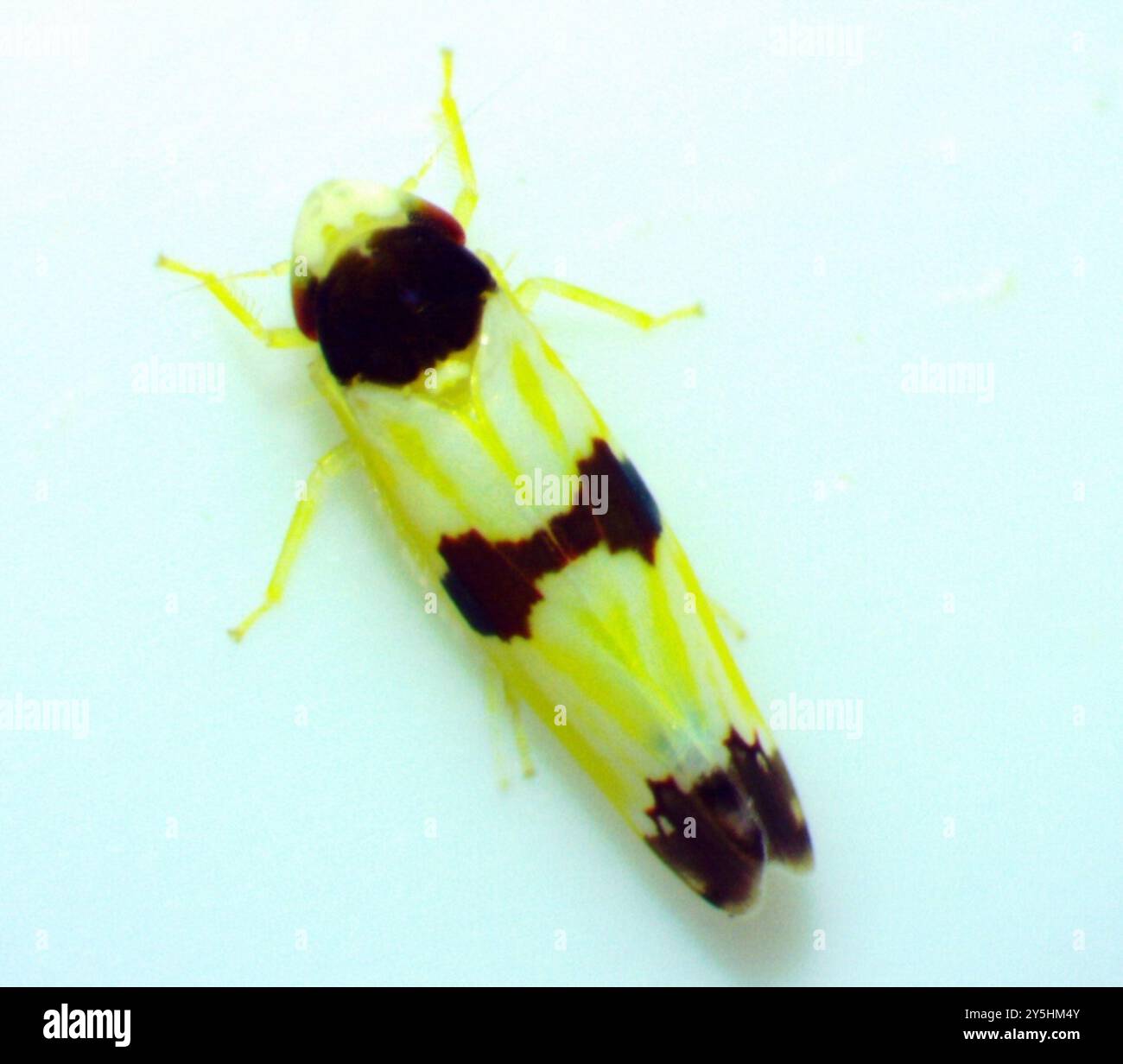 Three-banded Leafhopper (Erythroneura tricincta) Insecta Stock Photo ...