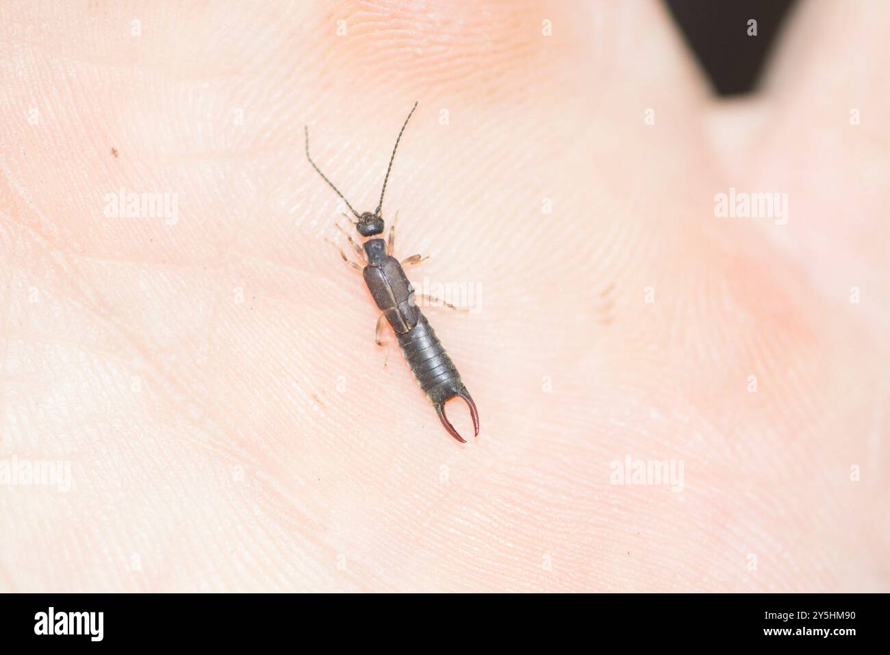 Black Bush Earwig (Nala lividipes) Insecta Stock Photo - Alamy