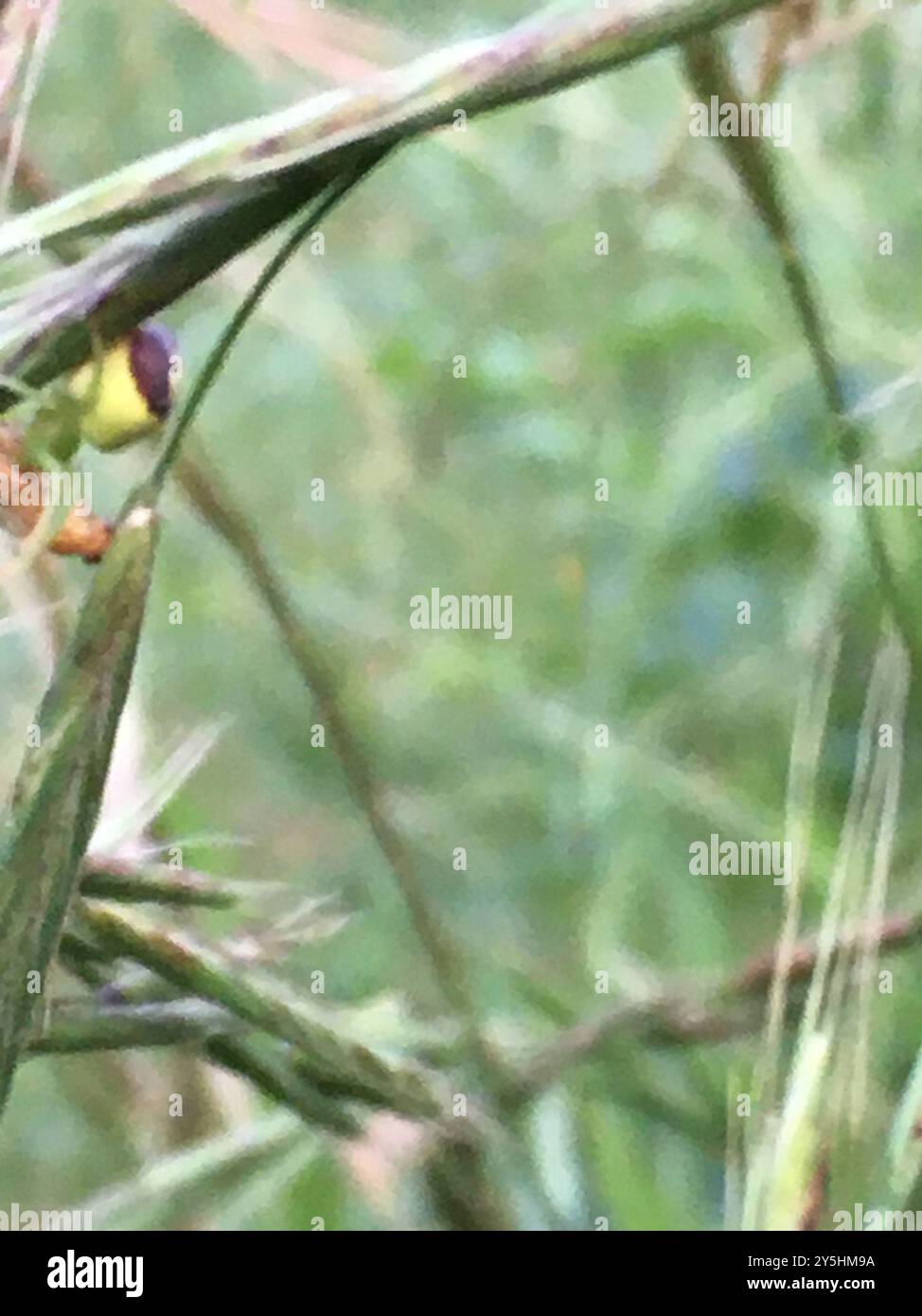 Triangle Crab Spider (Ebrechtella tricuspidata) Arachnida Stock Photo ...