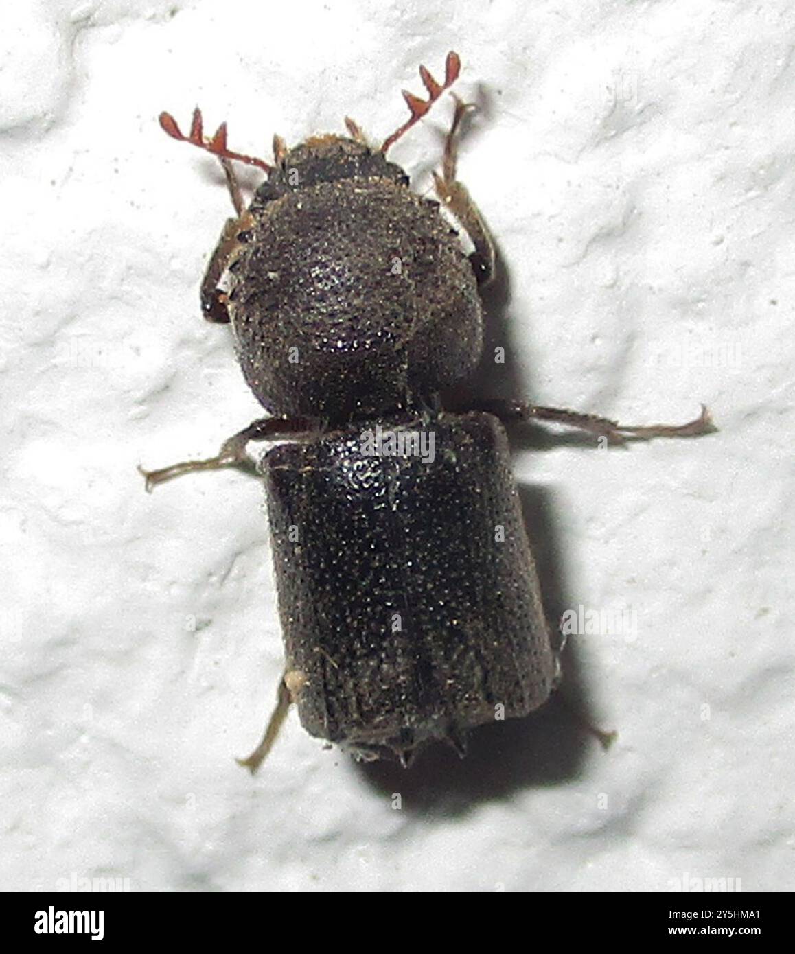 Auger Beetles (Bostrichidae) Insecta Stock Photo - Alamy