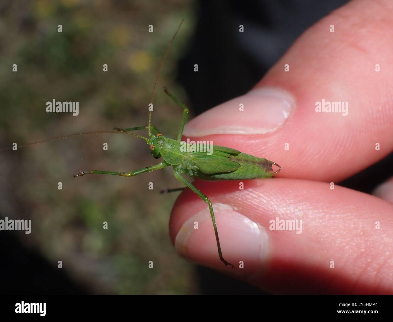 Sickle-bearing Bush-cricket (Phaneroptera falcata) Insecta Stock Photo ...