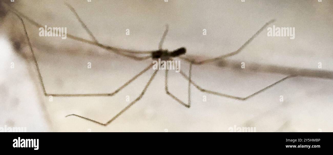 Common Cellar Spiders (Pholcus) Arachnida Stock Photo - Alamy