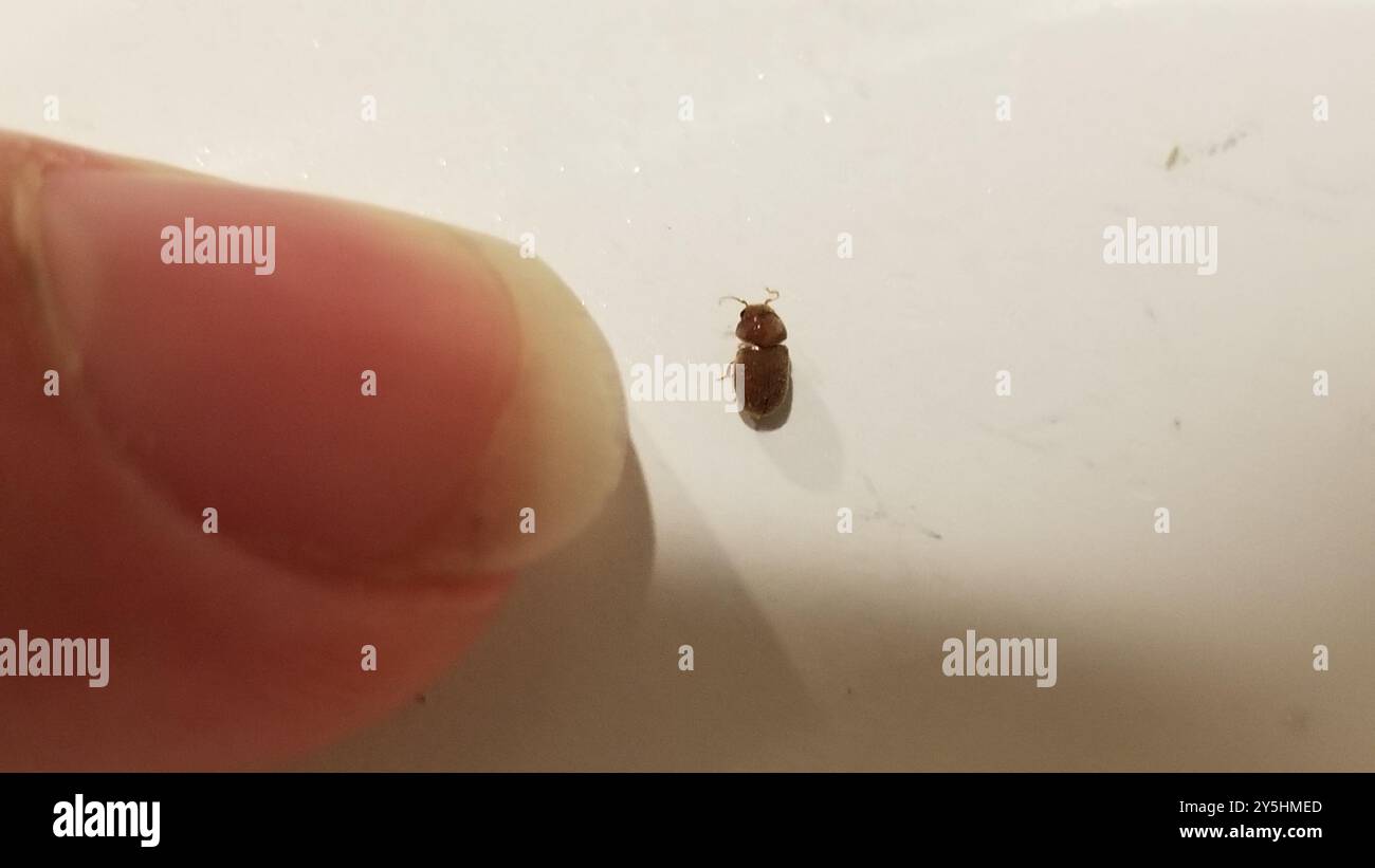 Deathwatch, Spider, and Wood-borer Beetles (Ptinidae) Insecta Stock ...