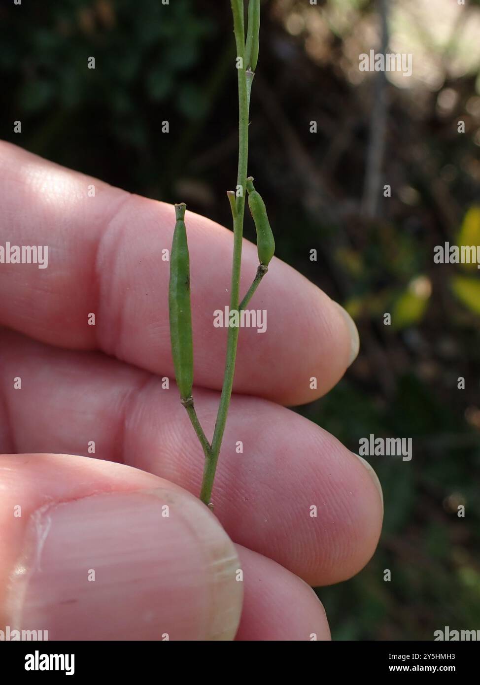 annual wall-rocket (Diplotaxis muralis) Plantae Stock Photo - Alamy