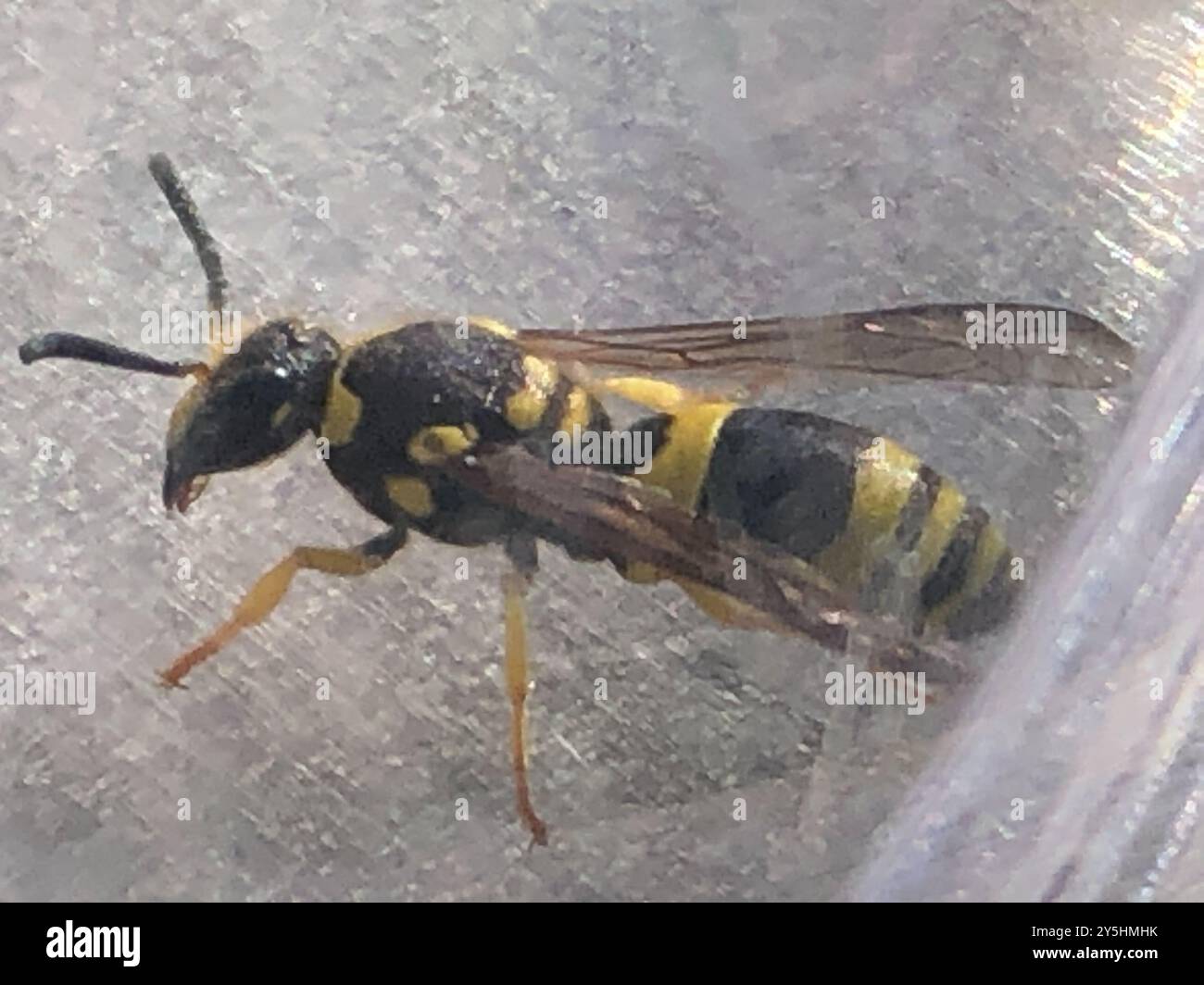 European tube wasp (Ancistrocerus gazella) Insecta Stock Photo - Alamy