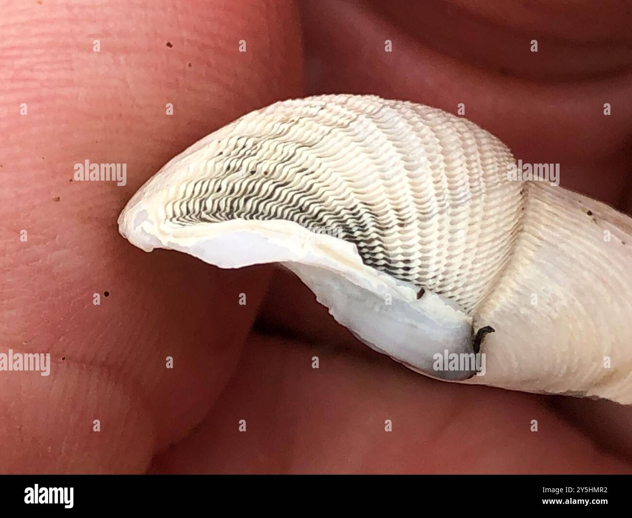 Flat-tip Piddock (Penitella penita) Mollusca Stock Photo - Alamy