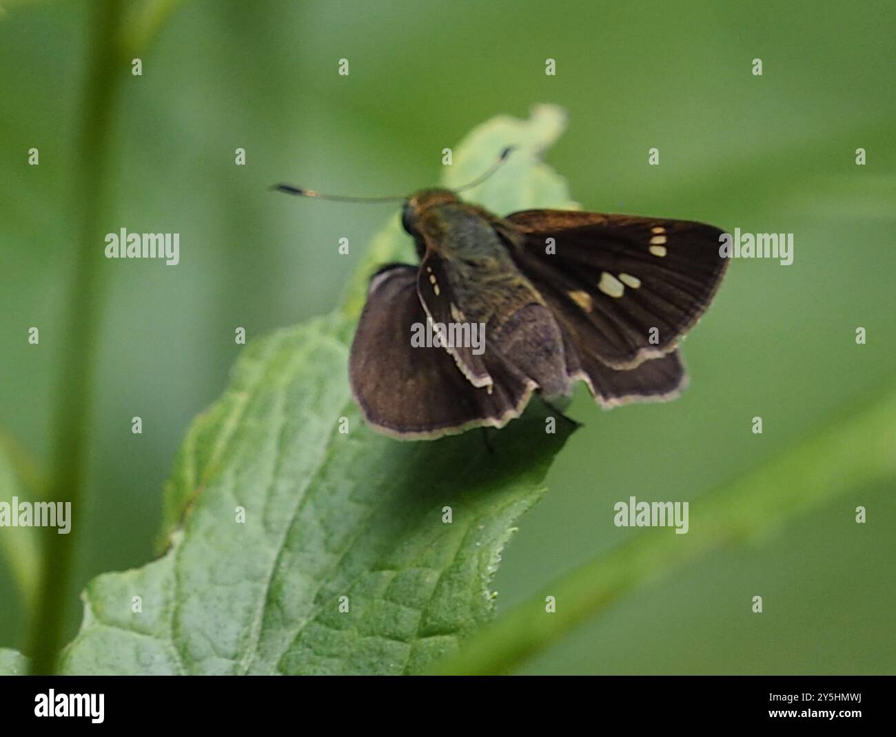 Vernia verna hi-res stock photography and images - Alamy