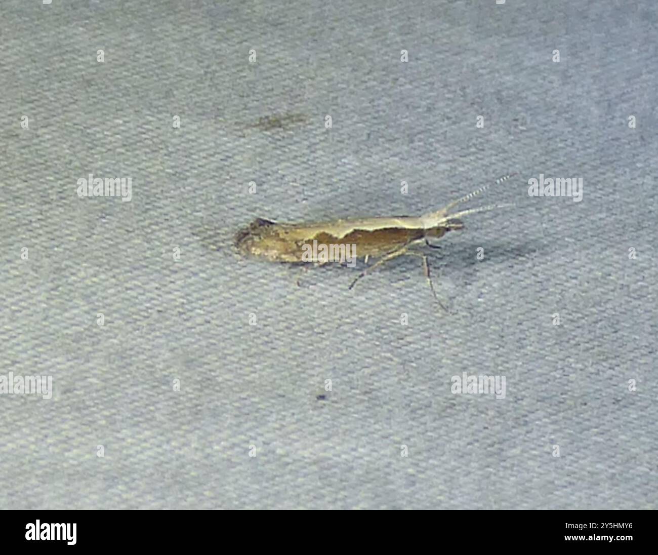 Diamondback Moth (Plutella xylostella) Insecta Stock Photo - Alamy