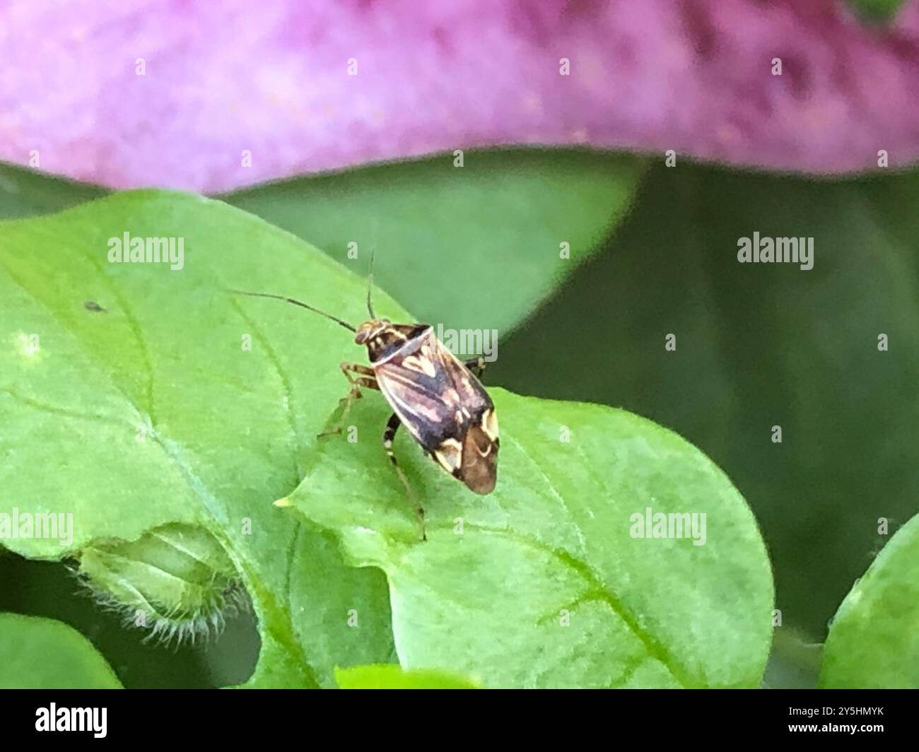 North American Tarnished Plant Bug (Lygus lineolaris) Insecta Stock ...