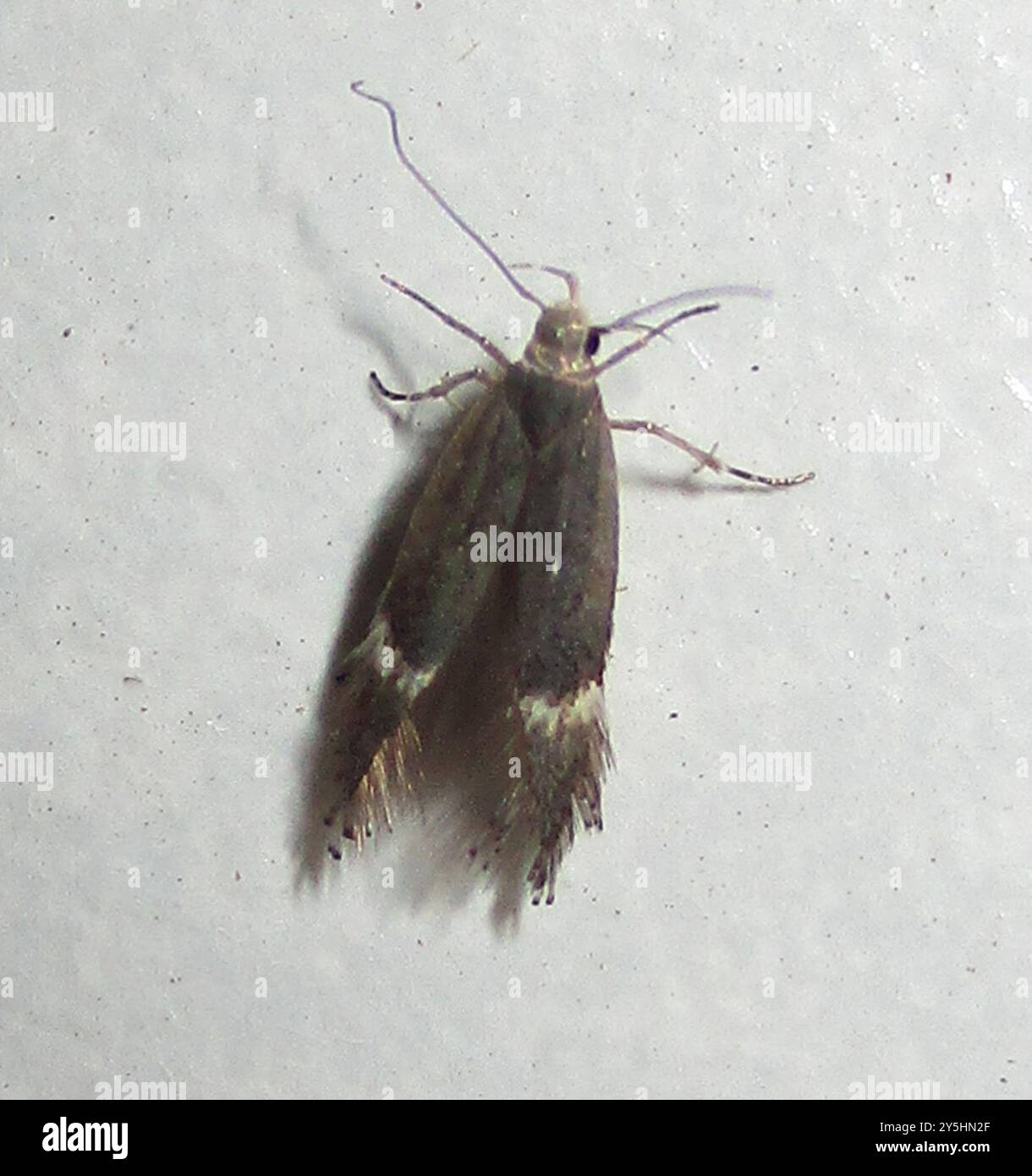 Twirler Moths (Gelechiidae) Insecta Stock Photo - Alamy