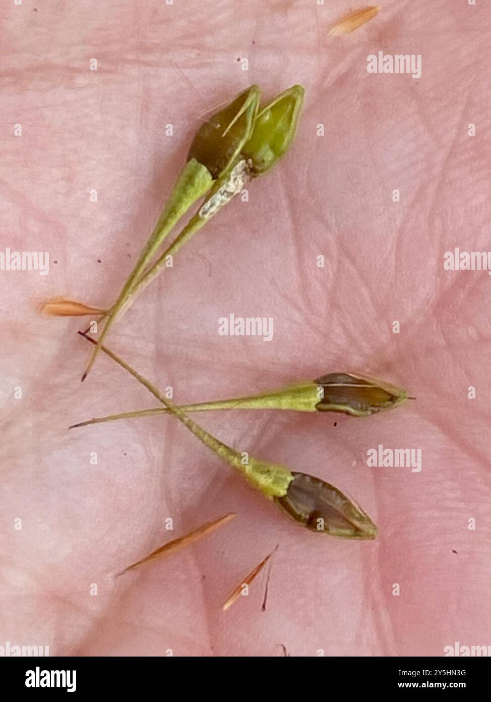 short-bristled horned beaksedge (Rhynchospora corniculata) Plantae ...